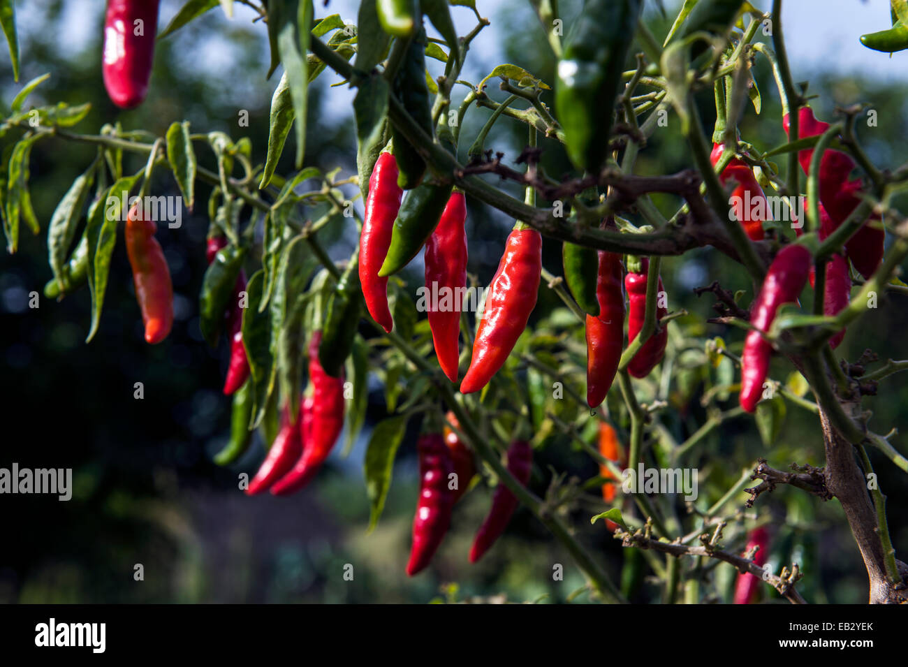 Spicy and hot flaming red chilli growing in an organic vegetable garden ...