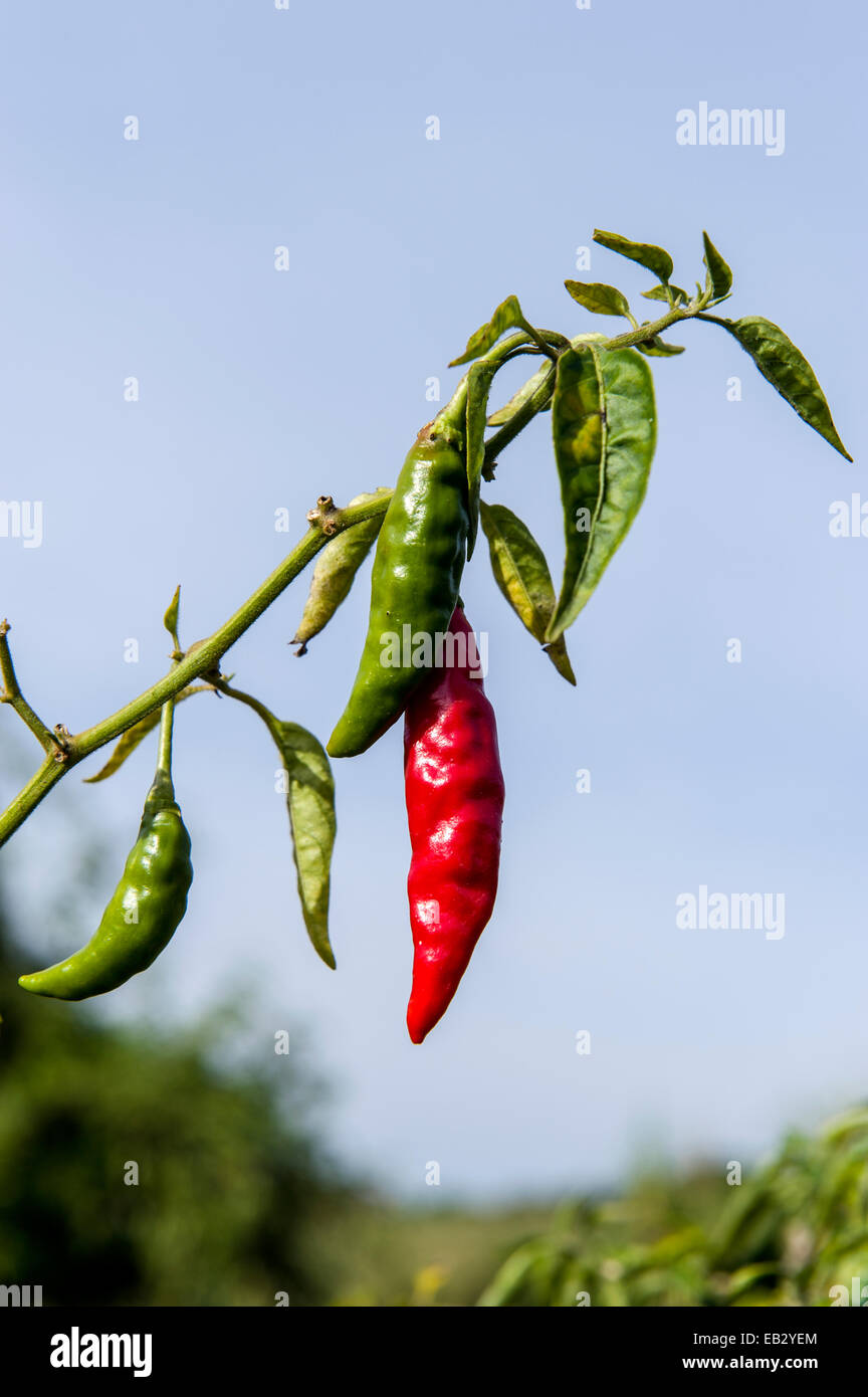 Spicy and hot flaming red chilli growing in an organic vegetable garden ...