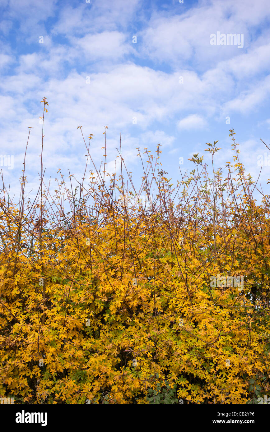 Acer Campestre. Field maple hedge in autumn. UK Stock Photo - Alamy
