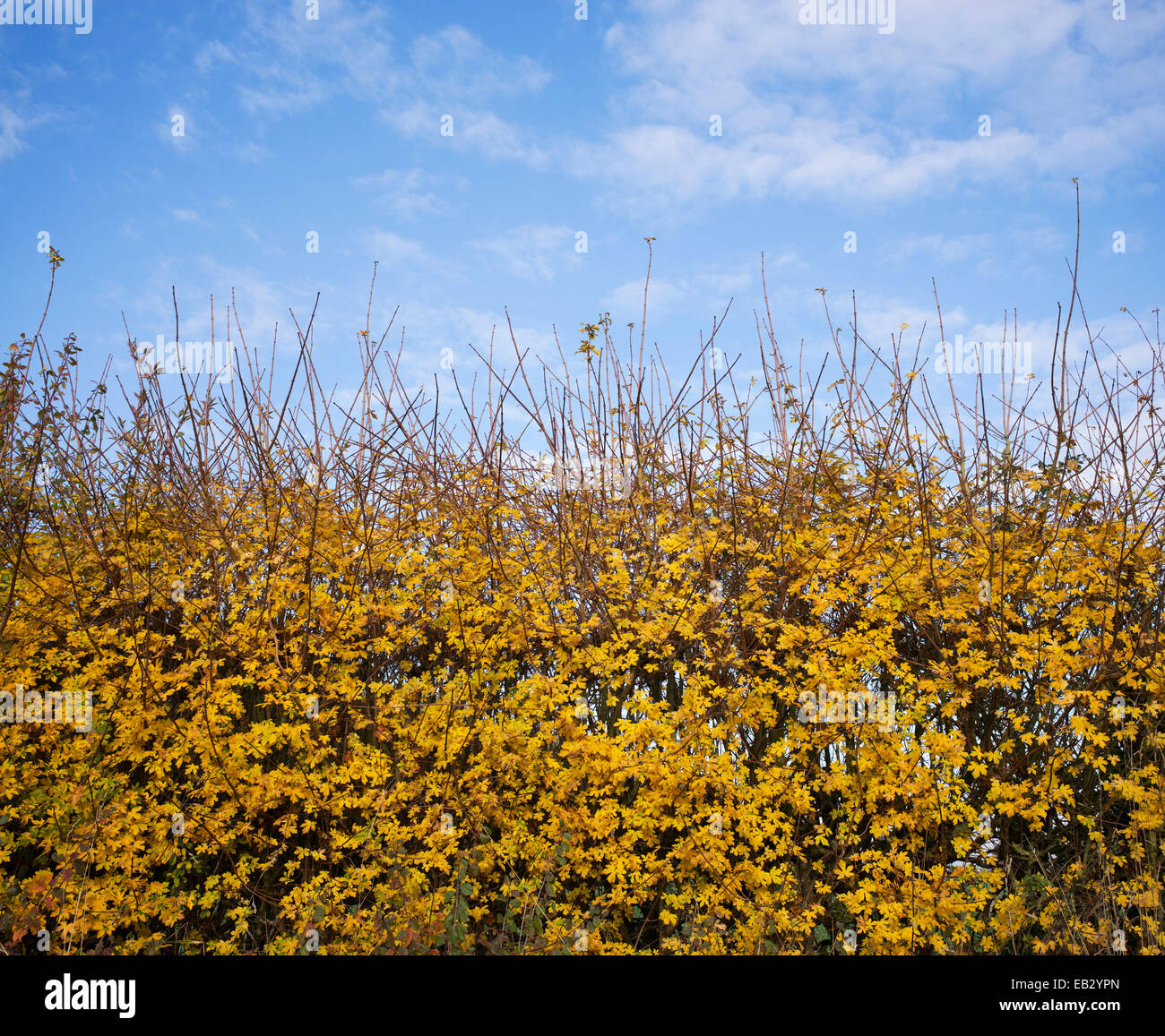 Acer Campestre. Field maple hedge in autumn. UK Stock Photo - Alamy