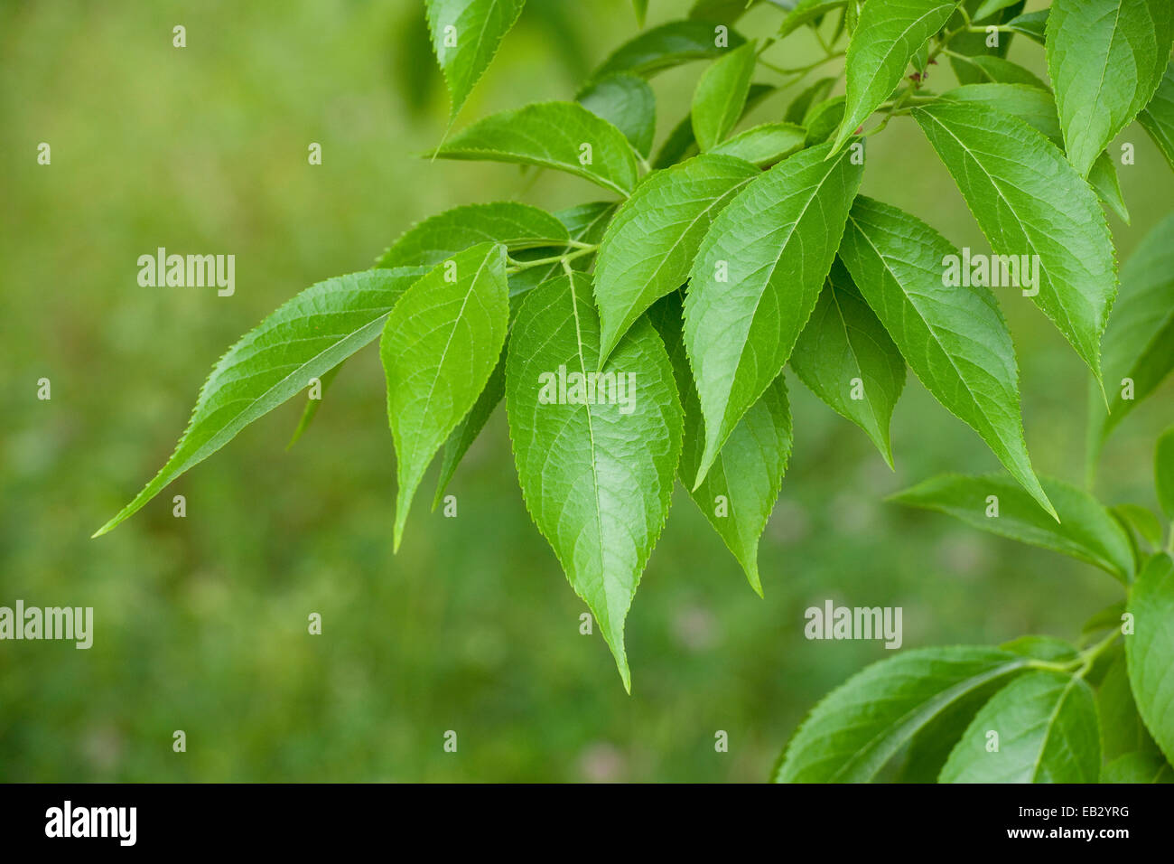Hardy Rubber Tree (Eucommia ulmoides), leaves, native to central China ...