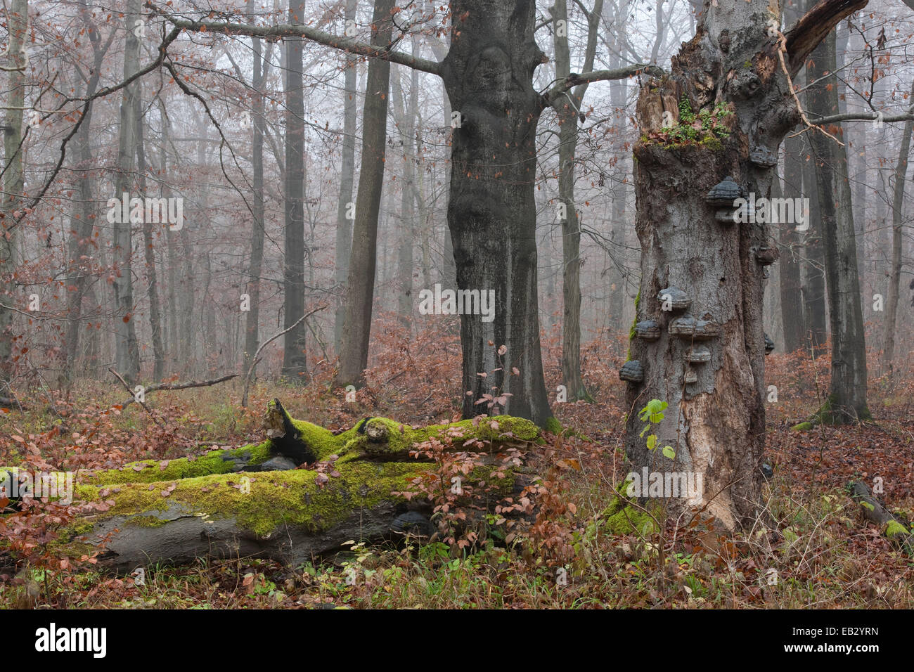 Dead tree fungus hi-res stock photography and images - Alamy