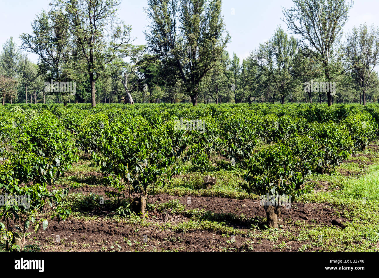 Cultivation of coffee trees hi-res stock photography and images - Alamy