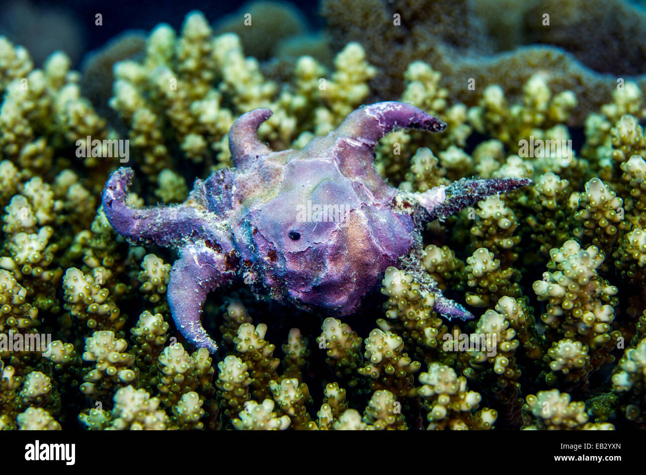 Rotting animal hi-res stock photography and images - Alamy