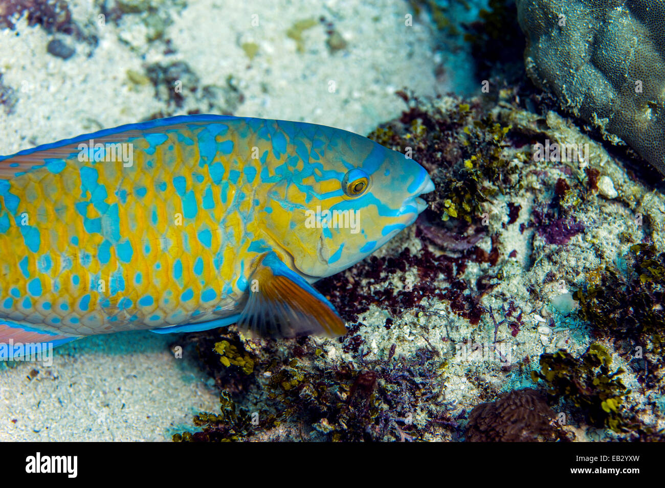 Parrotfish Eating High Resolution Stock Photography and Images - Alamy