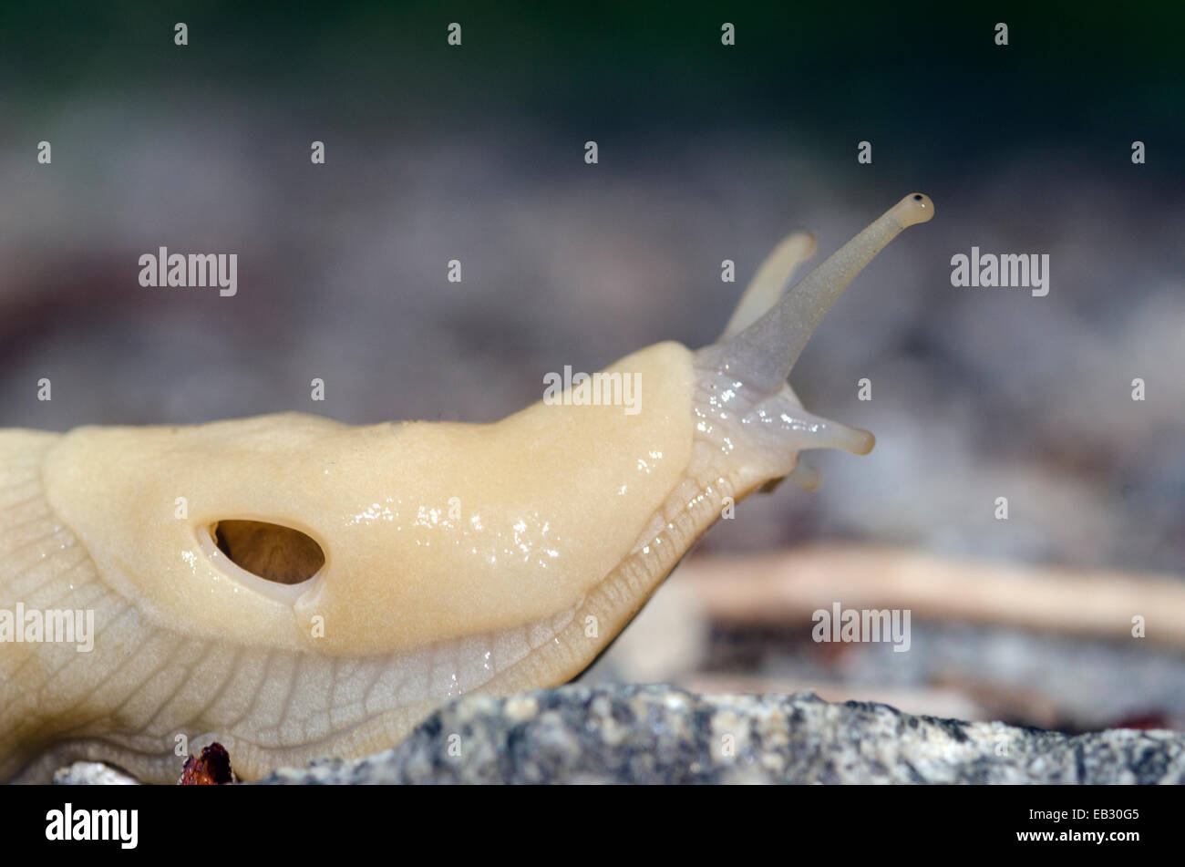 A white Pacific banana slug on the forest floor in Florence Harbor on ...