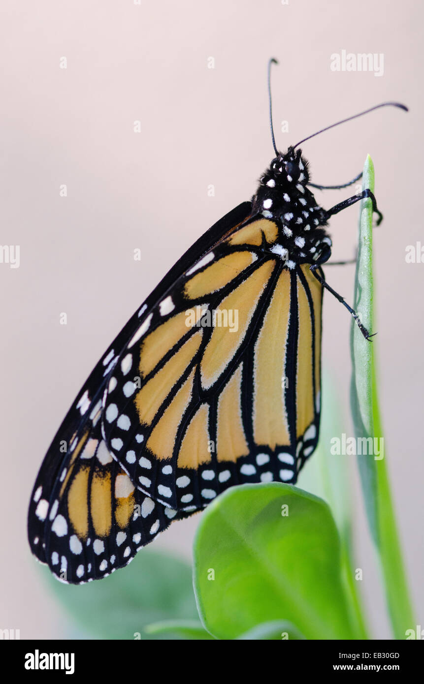 A female Monarch butterfly drying her wings after hatching Stock Photo ...