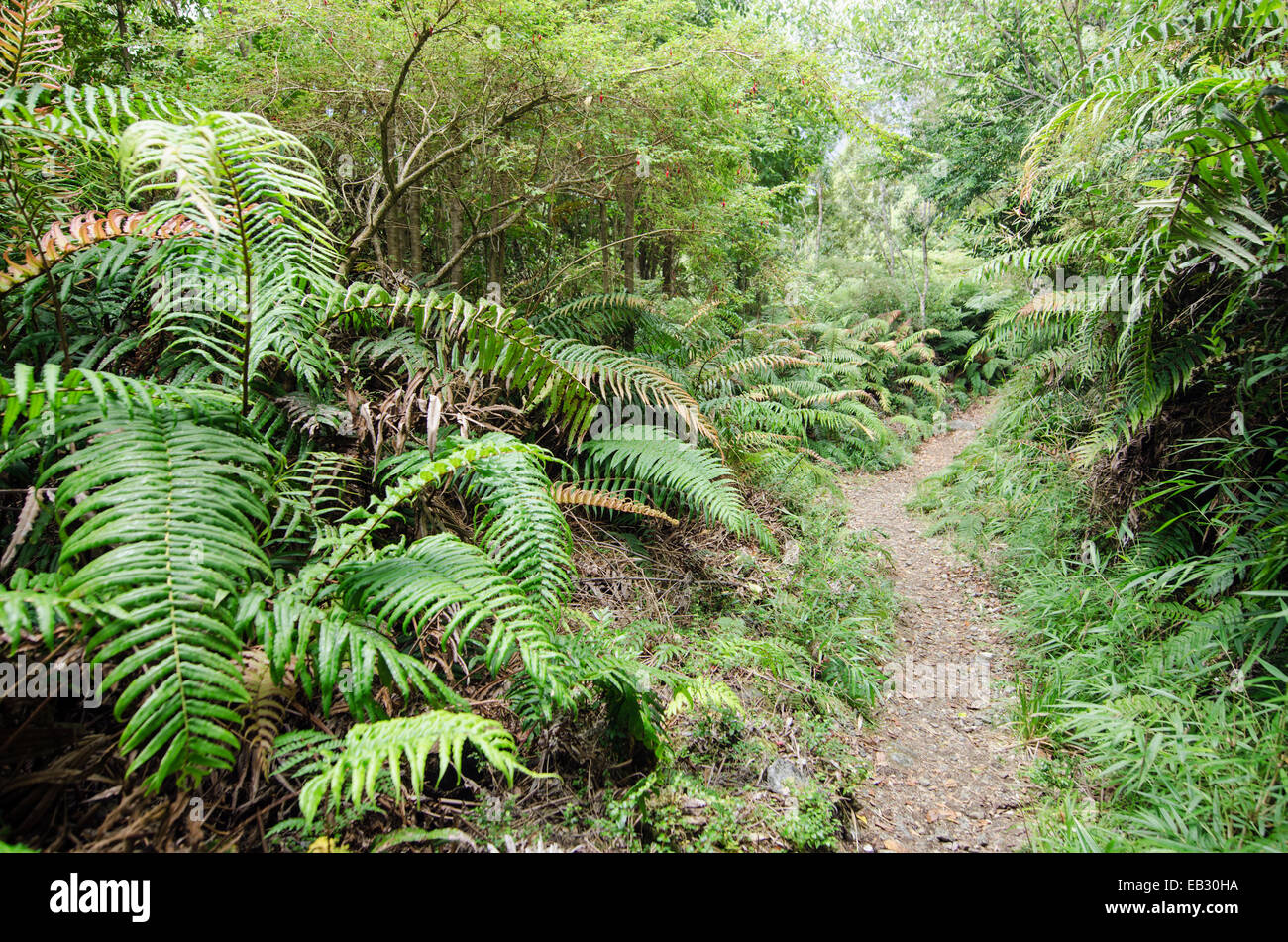 Trail through the lush Chilean forest at Termas Porcelana in the ...