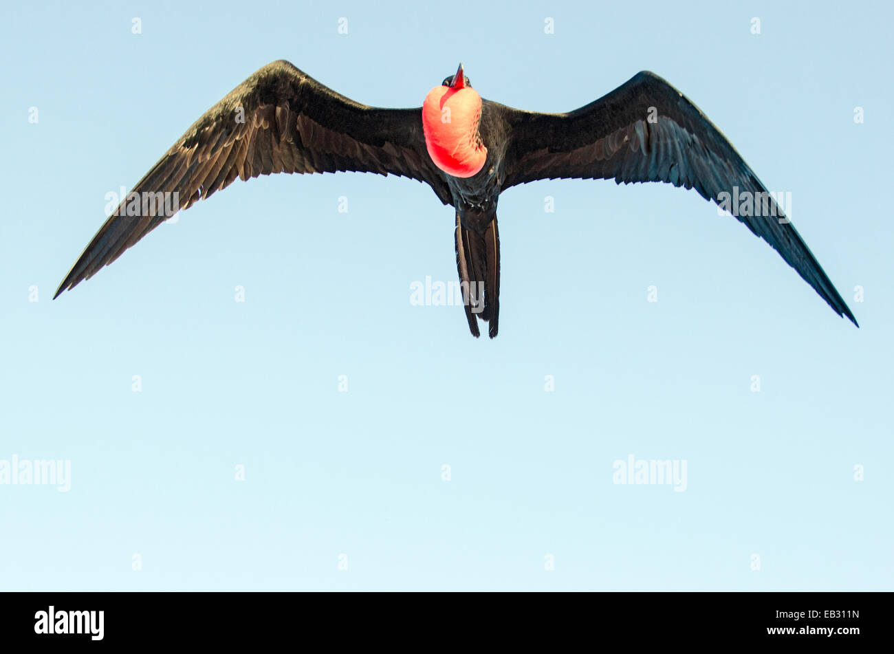 A magnificent frigatebird displays his gular pouch above North Seymour ...