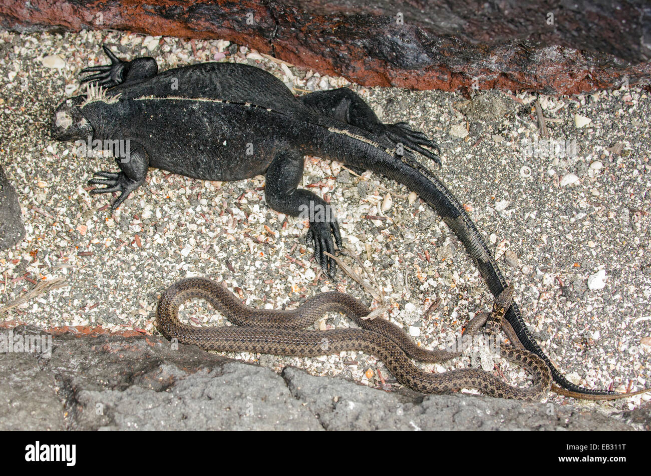 Galapagos racer snake hi-res stock photography and images - Alamy