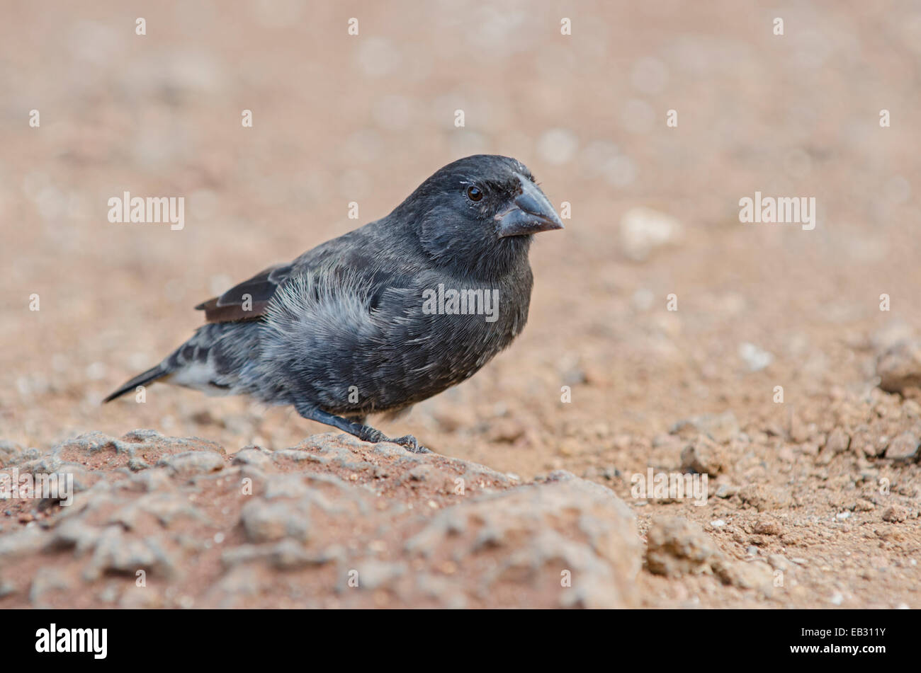 Darwin Finches Galapagos Finches High Resolution Stock Photography and ...