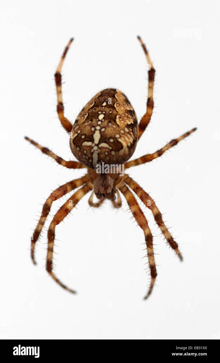 garden spider autumn England Araneus diadematus Stock Photo - Alamy