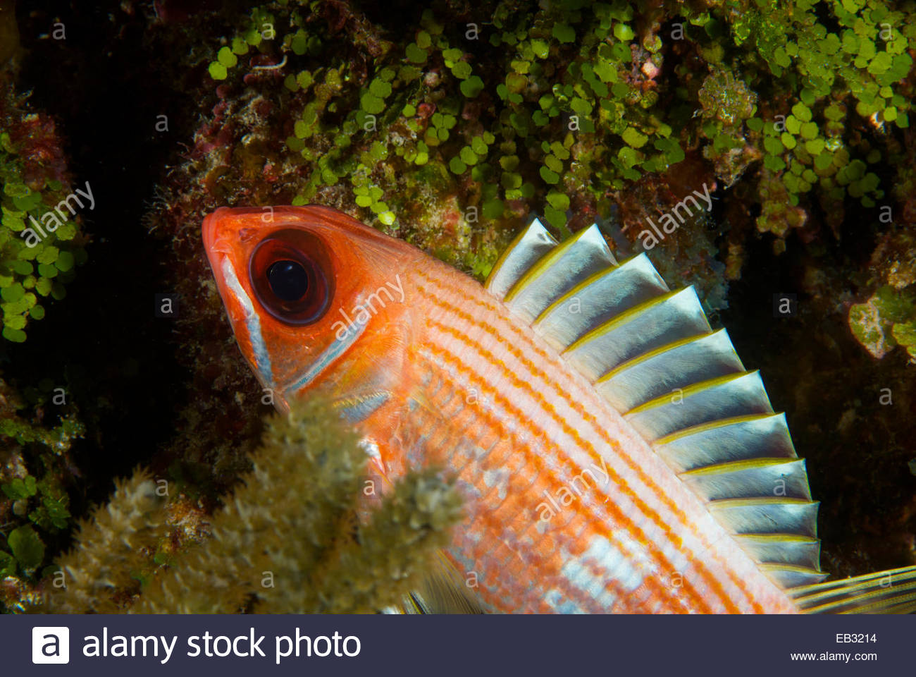 Longjaw Squirrelfish Stock Photos & Longjaw Squirrelfish Stock Images ...