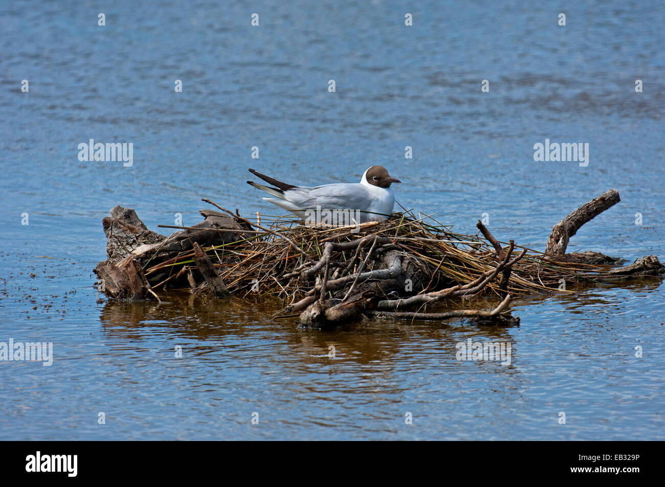 Black headed gull larus ridibundus at their nesting site hi-res stock ...