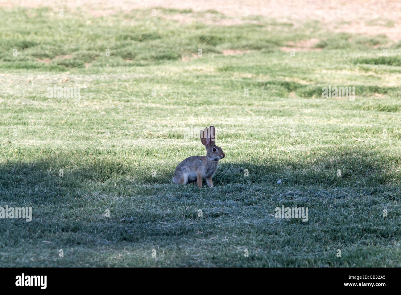 Desert Cottontail Rabbit Stock Photos & Desert Cottontail Rabbit Stock ...