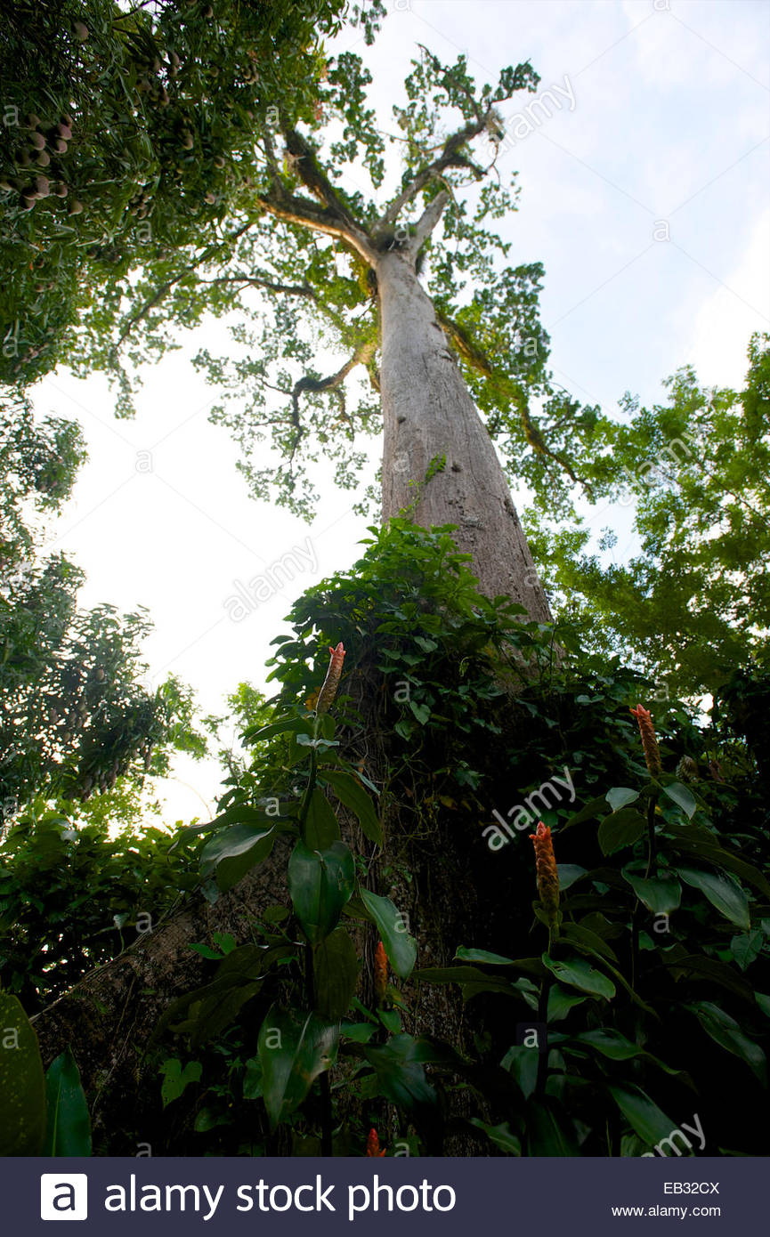 Ceiba Pentandra Canopy Stock Photos & Ceiba Pentandra Canopy Stock ...