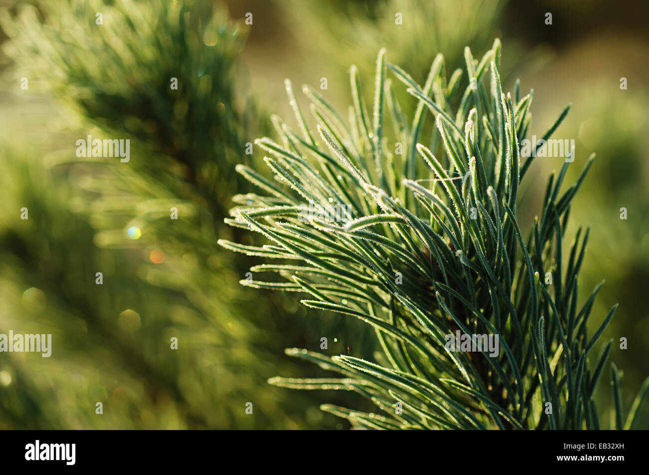 Pine iced tree Stock Photo - Alamy