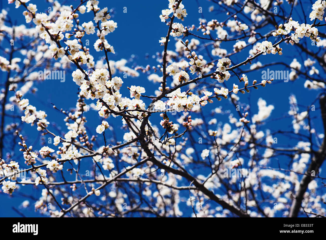 Apricot tree flower Stock Photo - Alamy