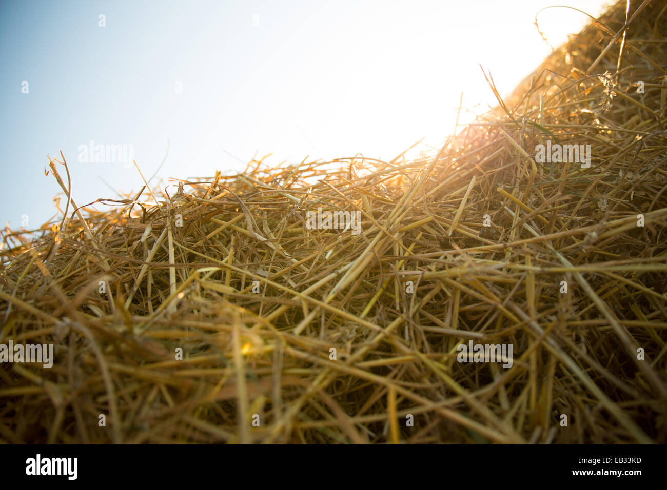 A bunch of Hay illuminated by a sunset Stock Photo - Alamy