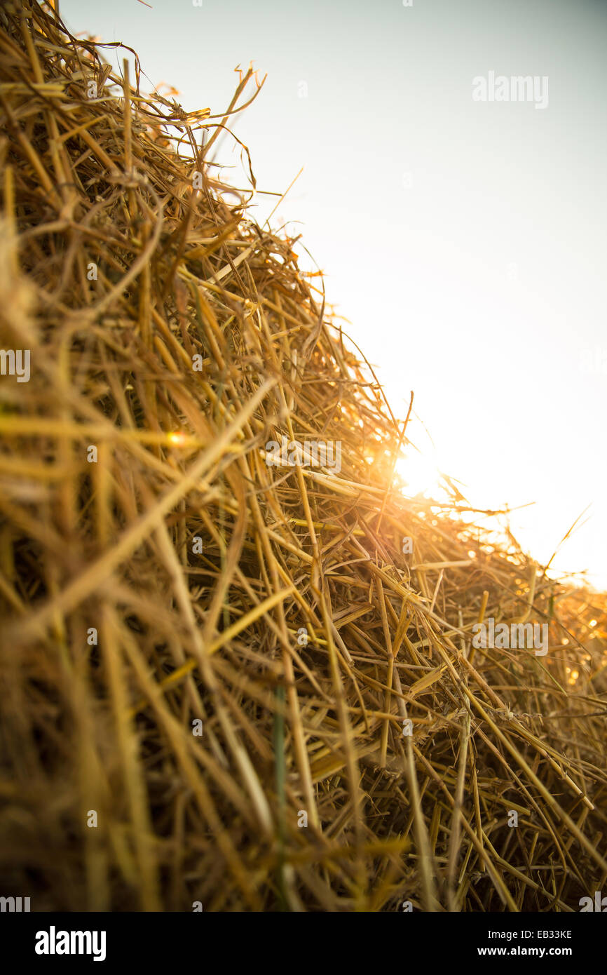 A bunch of Hay illuminated by a sunset Stock Photo - Alamy