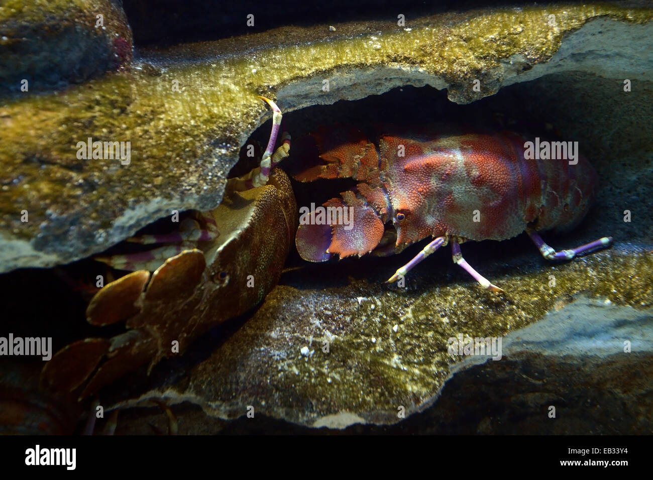 Shoveller Crayfish (Scyllarides elizabethae), in an aquarium, Cape Town ...