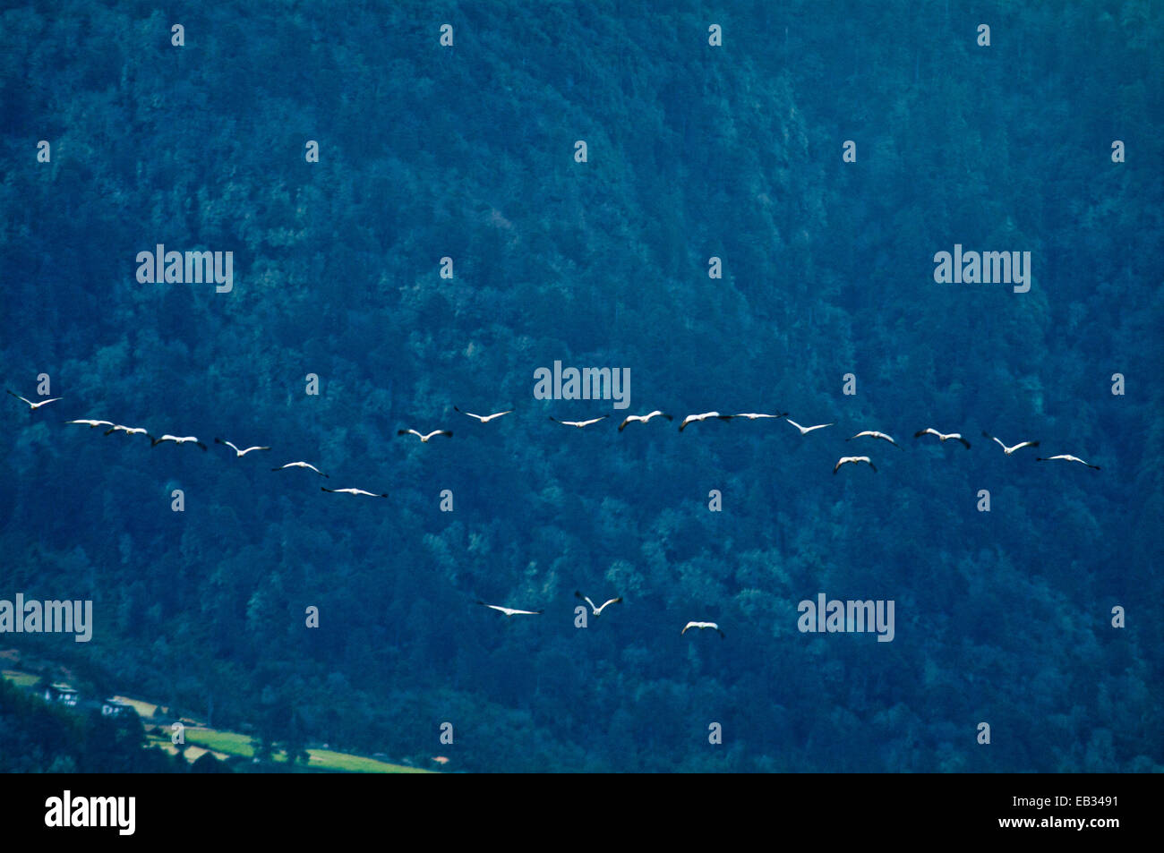 Black necked cranes flight mountains hi-res stock photography and ...