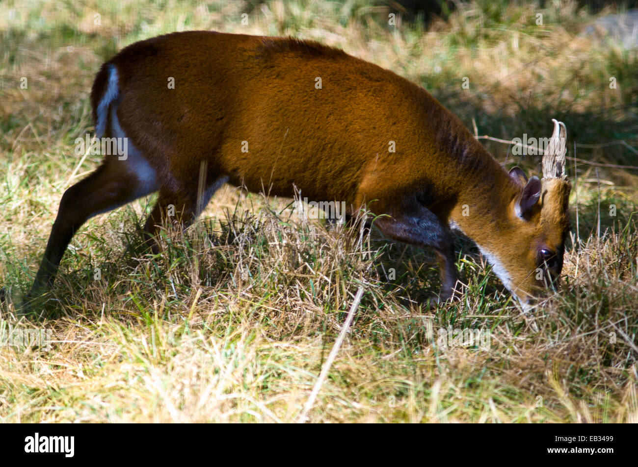 Yellow muntjac deer hi-res stock photography and images - Alamy