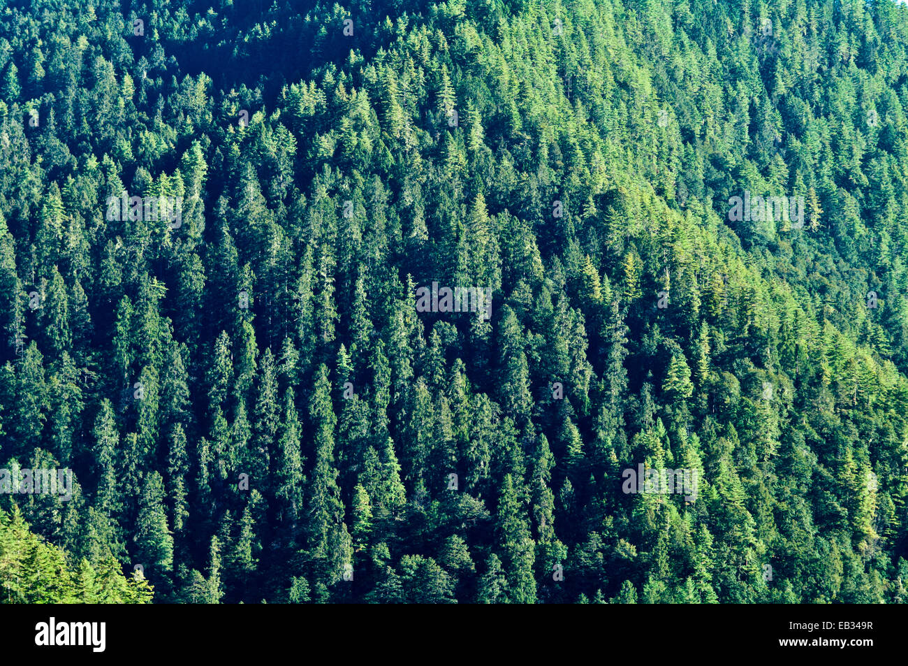 A dense forest canopy of conifer trees shroud the folded hillsides of ...