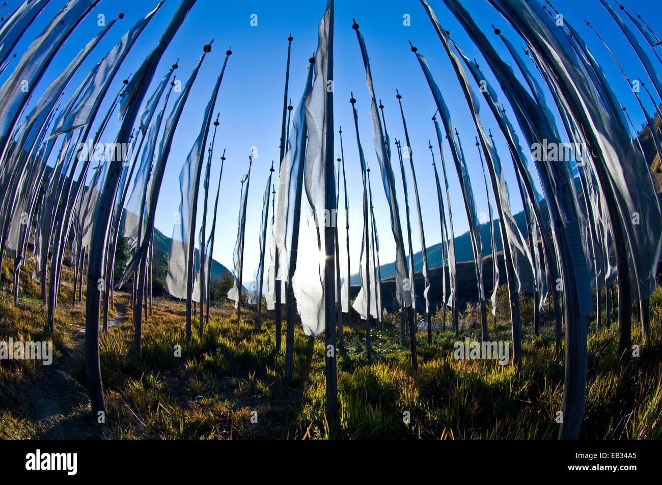 Flutter about hi-res stock photography and images - Alamy