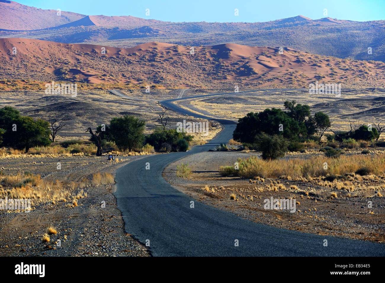 Road through the Sossusvlei salt pan, Sossusvlei, Namib Desert, Namib ...