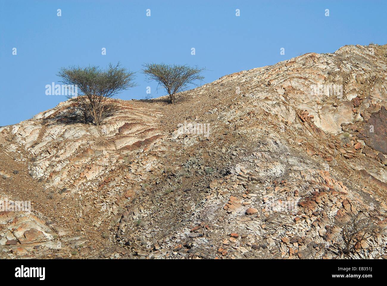 Two trees on a barren mountain in the Hajar mountains in Oman Stock ...