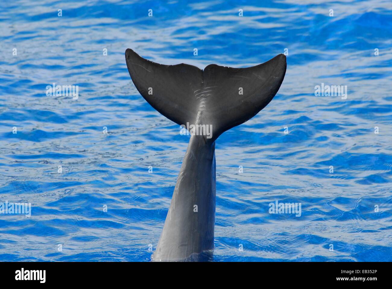 Dolphin Fluke Tattoos