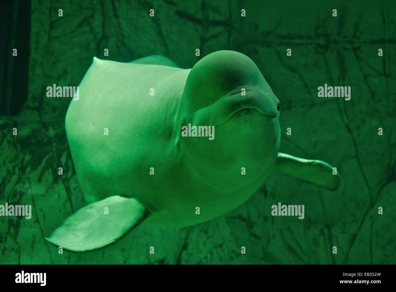 A Beluga whale at the dolphin show Stock Photo - Alamy