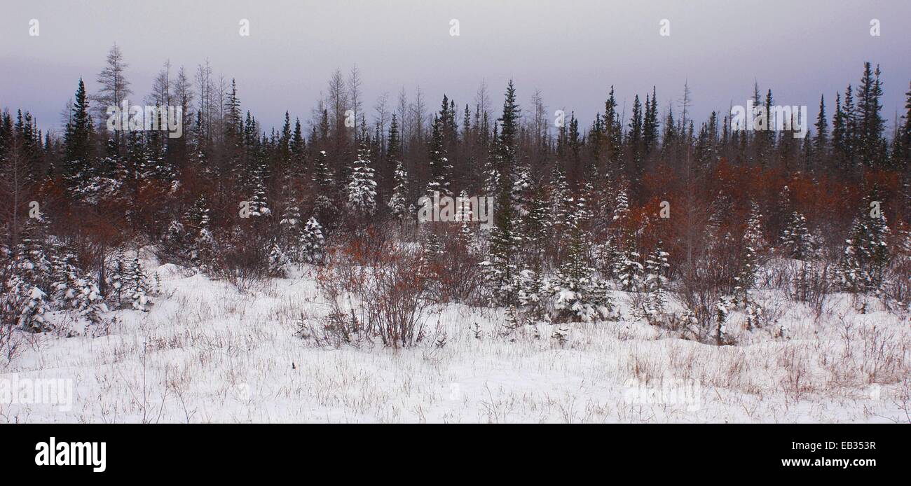 A boreal forest in winter Stock Photo - Alamy