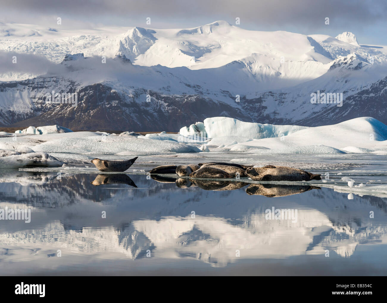 Seals basking hi-res stock photography and images - Alamy