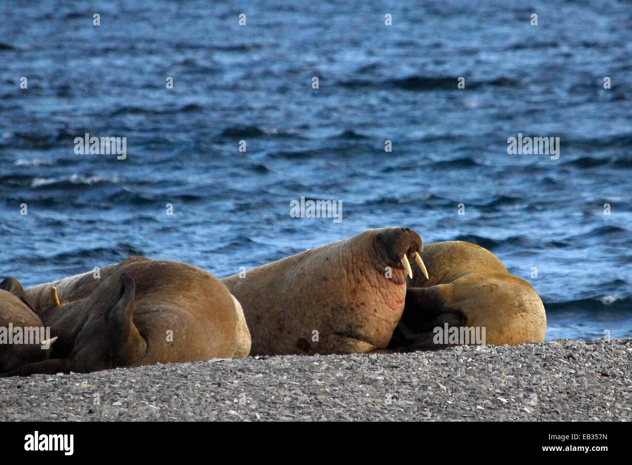 A group of walrus, Odobenus rosmarus, rest along Maxwell Bay on Devon ...