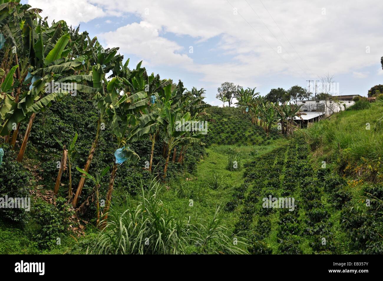 A coffee and banana plantation in the Quindio region in Colombia Stock ...