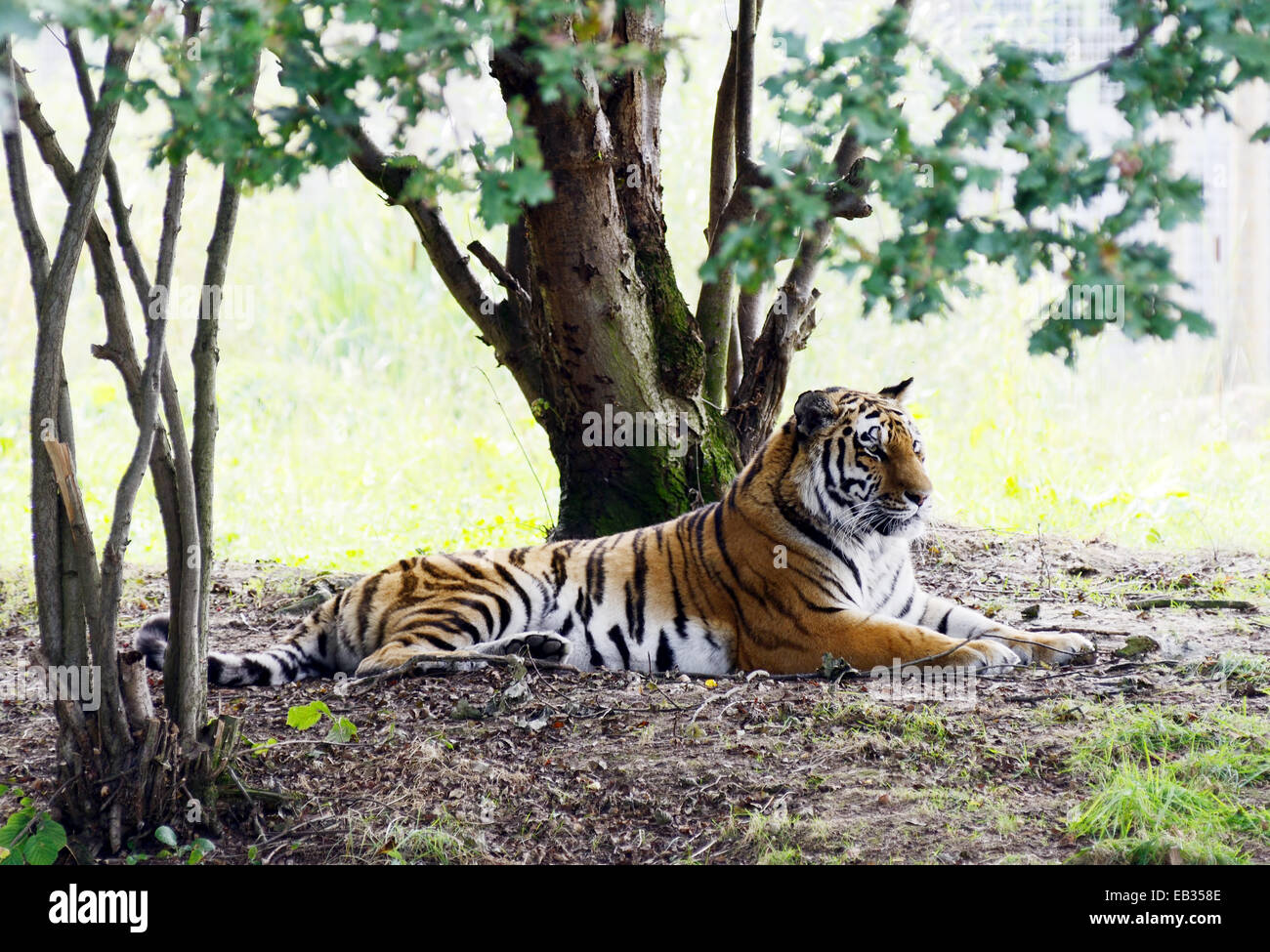Tiger resting under tree hi-res stock photography and images - Alamy