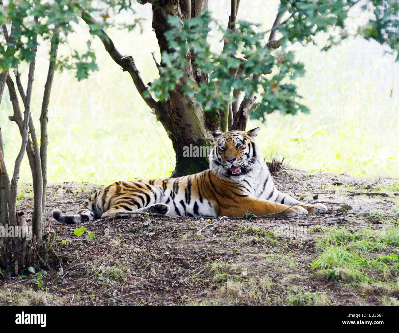 Tiger resting on ground hi-res stock photography and images - Alamy