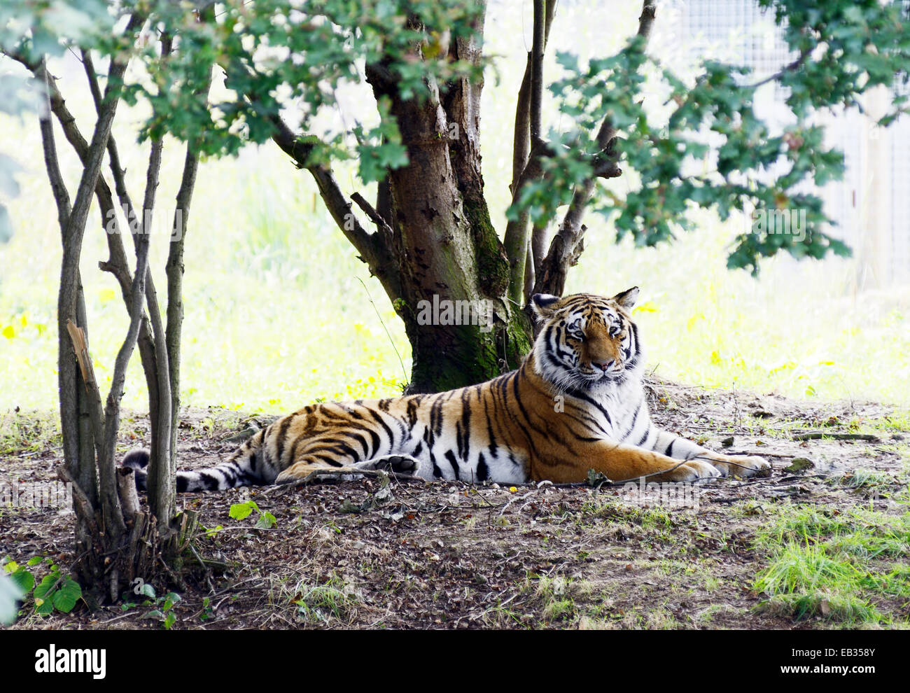 Tiger looking lazy is laying on the ground having a rest in the shade ...
