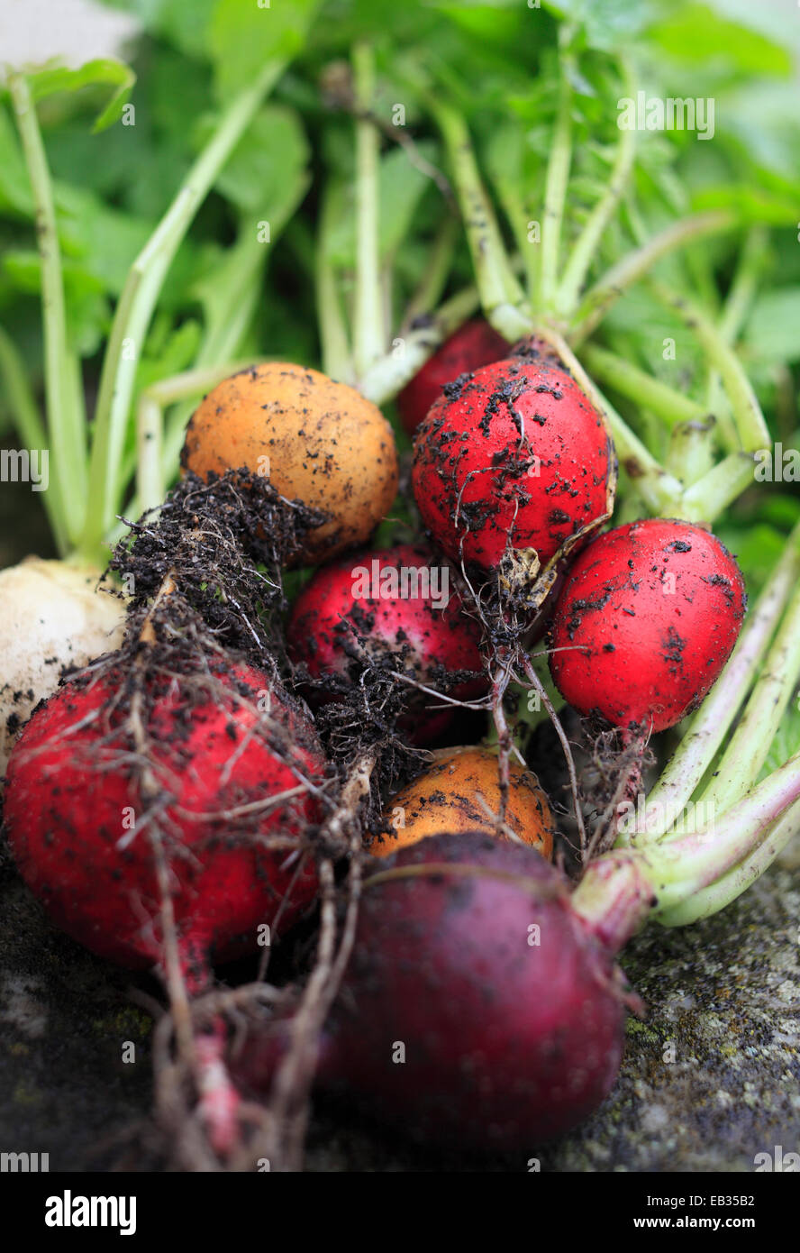Freshly picked organic homegrown radishes Stock Photo - Alamy