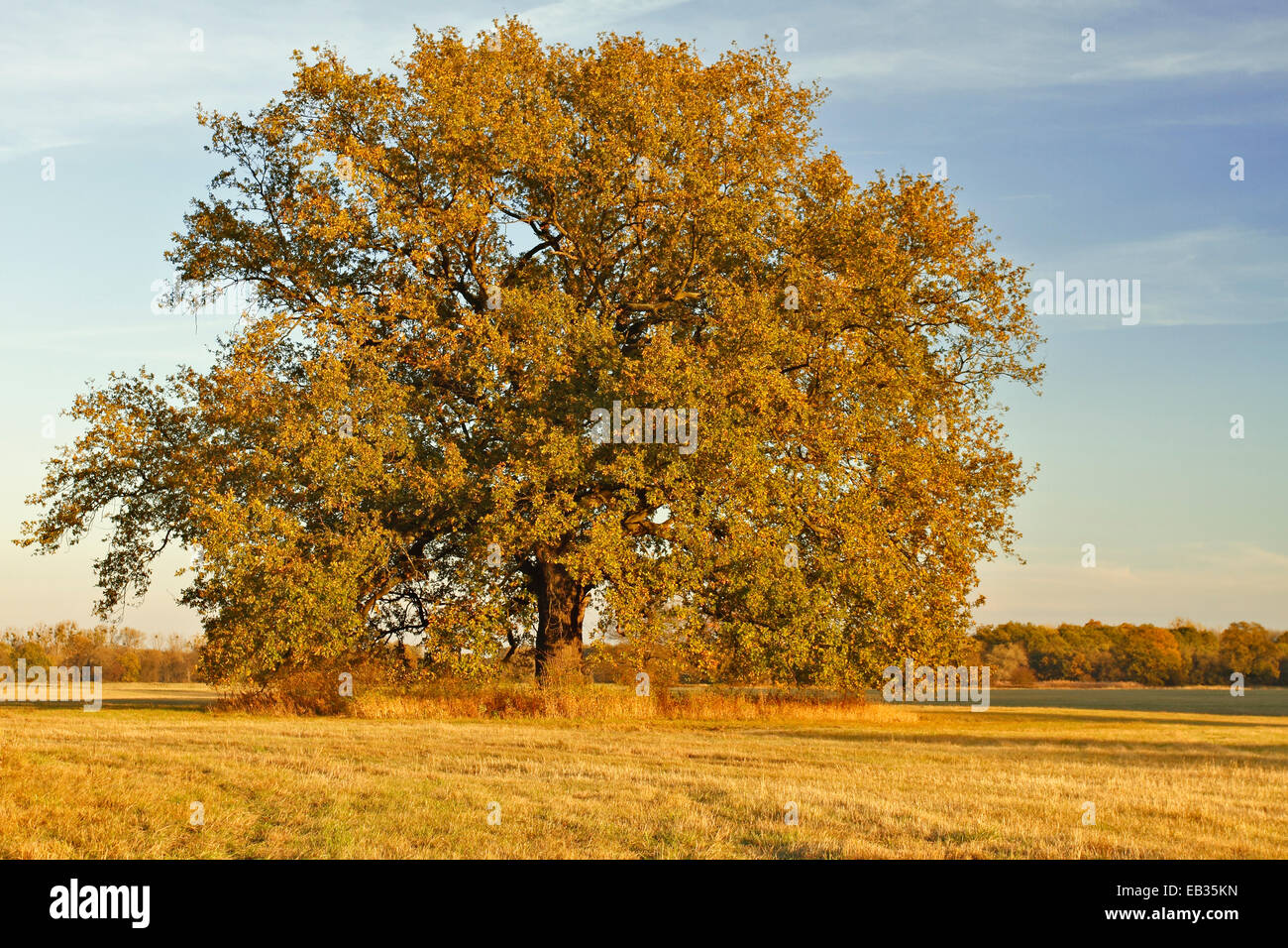 Solitary oak tree on an autumn meadow in the floodplain, Middle Elbe ...