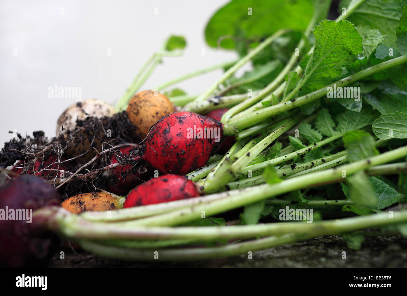 Freshly picked organic homegrown radishes Stock Photo - Alamy