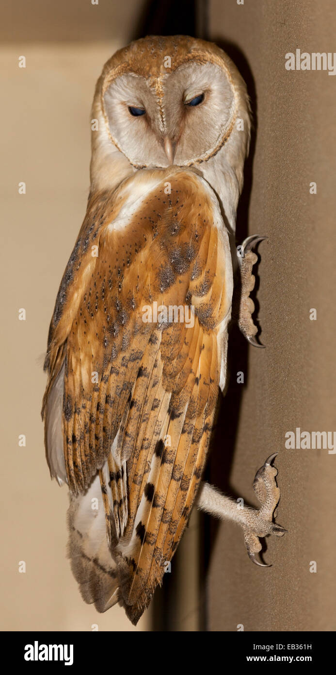 dazed barn owl clutching screen on window after crashing into window ...