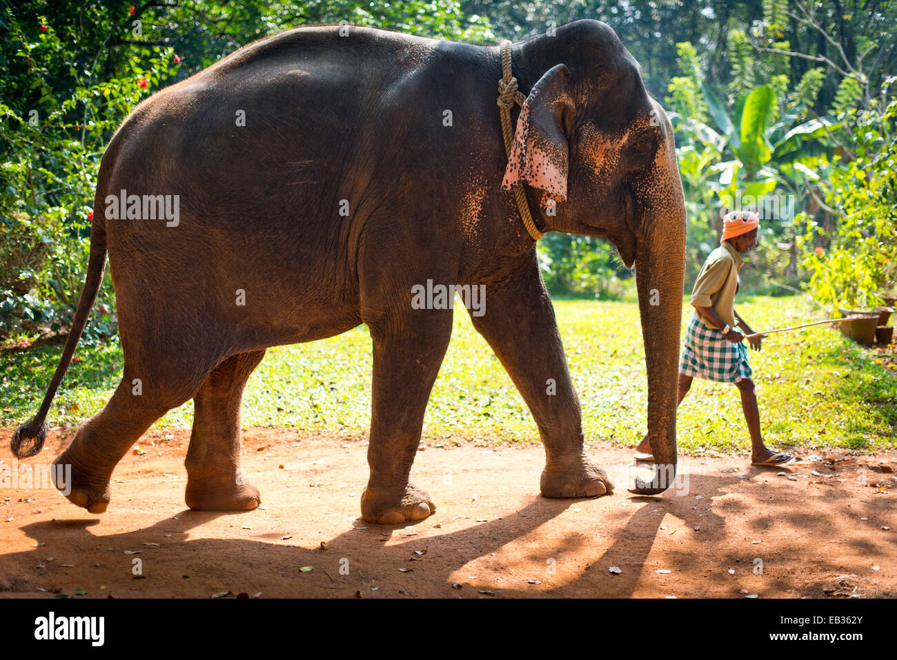 Asian elephant elephas hi-res stock photography and images - Alamy