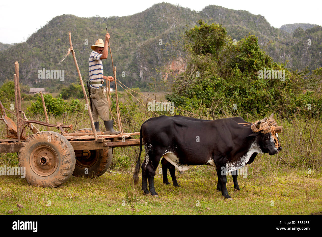 Traditional oxen cart hi-res stock photography and images - Alamy