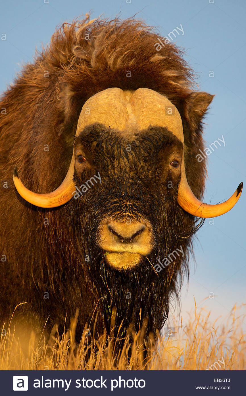 Musk Oxen Stock Photos & Musk Oxen Stock Images - Alamy