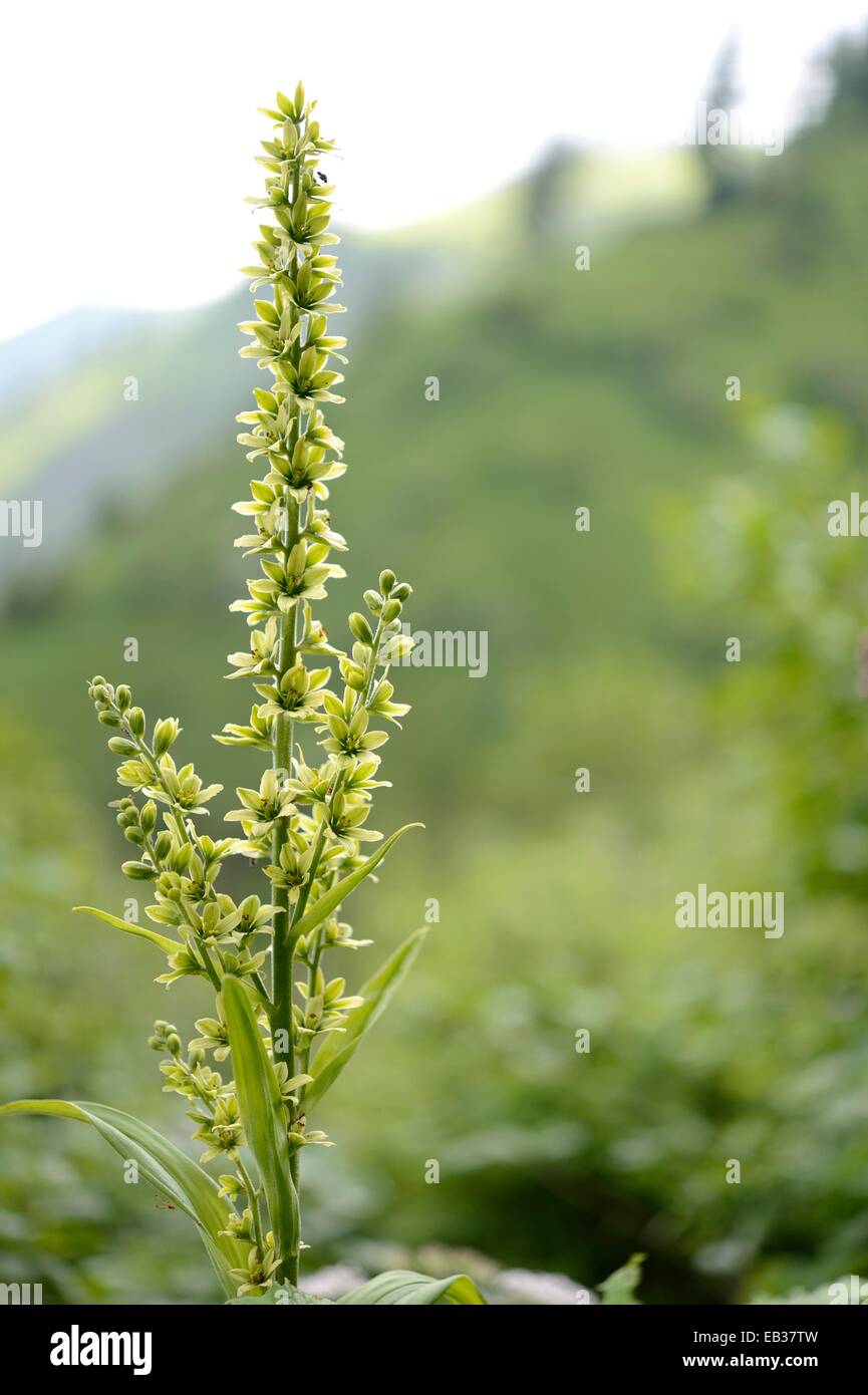 False Helleborine or White Hellebore (Veratrum album), Oberstdorf ...