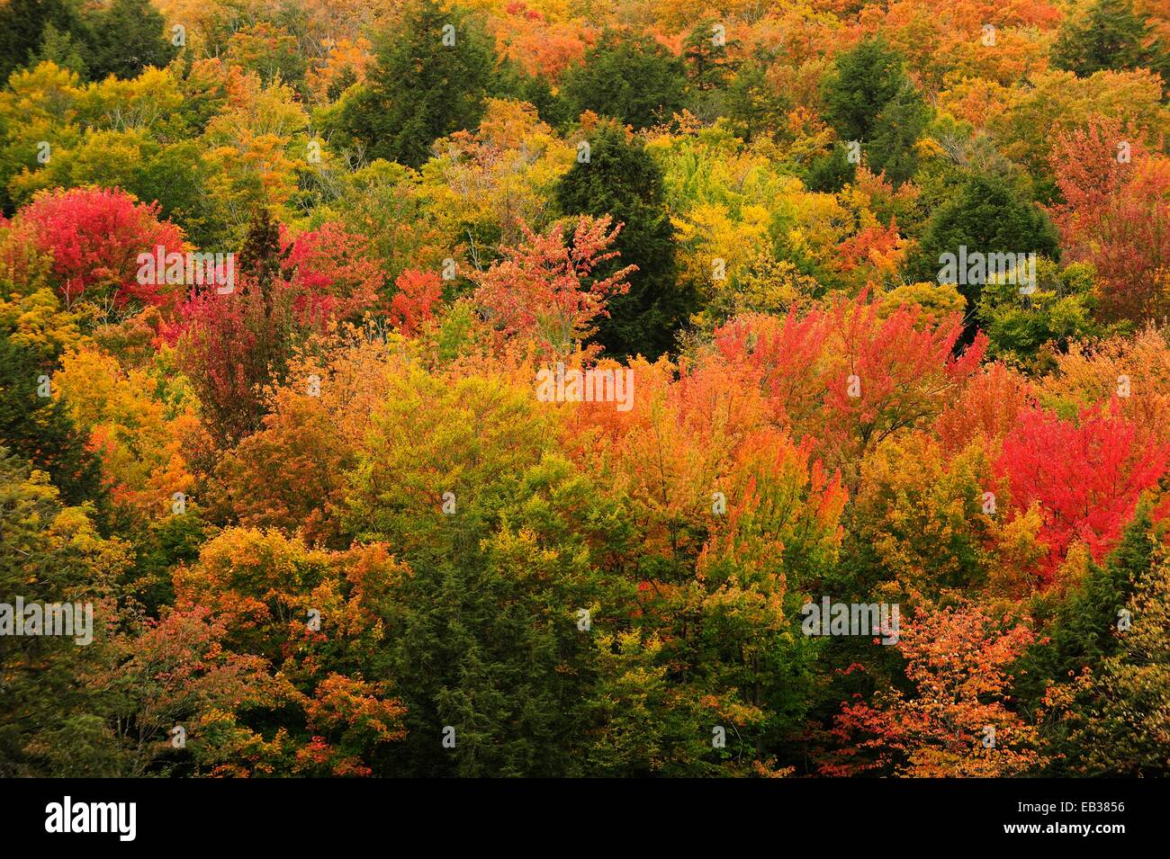 Deciduous forest in autumn colours, Indian Summer, Algonquin Provincial ...