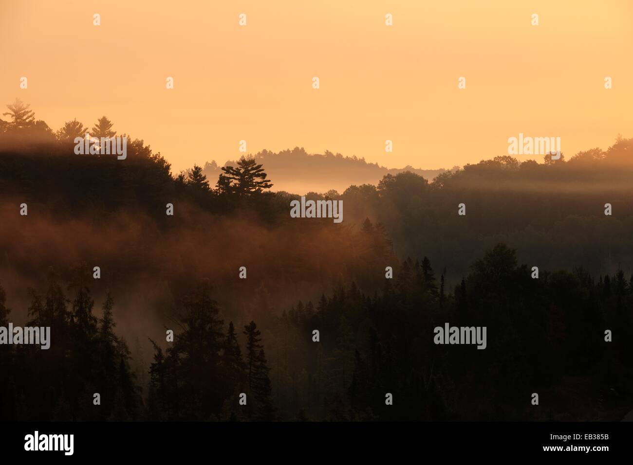 Algonquin forest hi-res stock photography and images - Alamy